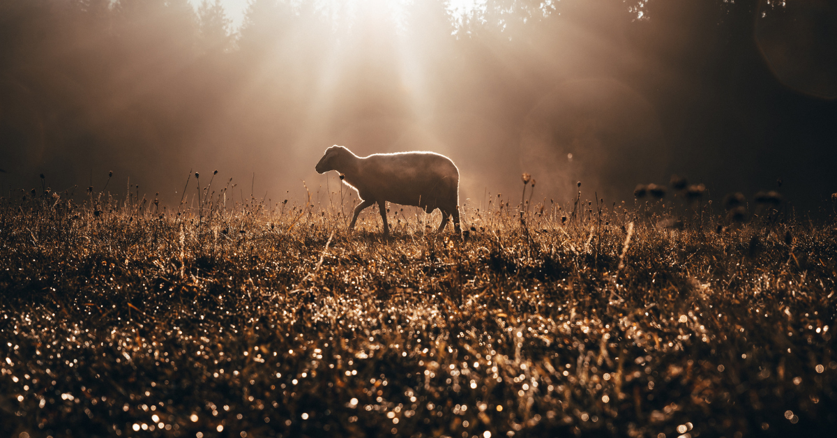 Why Your Ward Should Wander | An Interview with Dan Duckworth - Leading ...